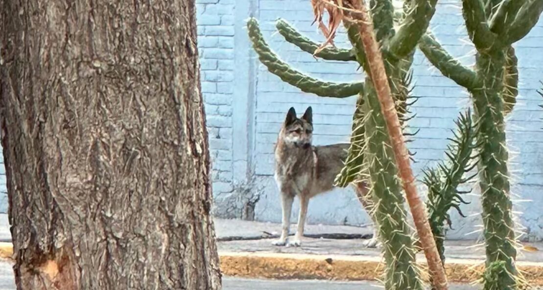 Él es Kevin, el niño que le cerró el paso a un lobo en calles de CDMX ...